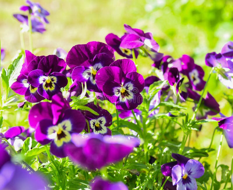 Purple Violets in the Garden Stock Photo - Image of backlight, bright ...