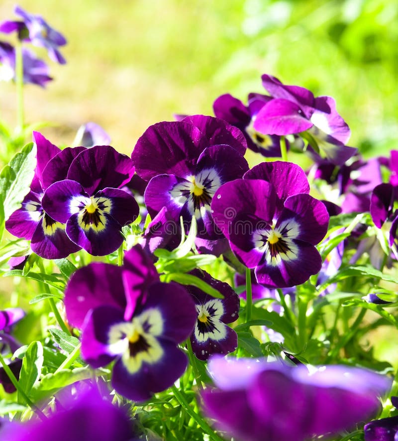Purple Violets in the Garden Stock Photo - Image of garden, purple ...