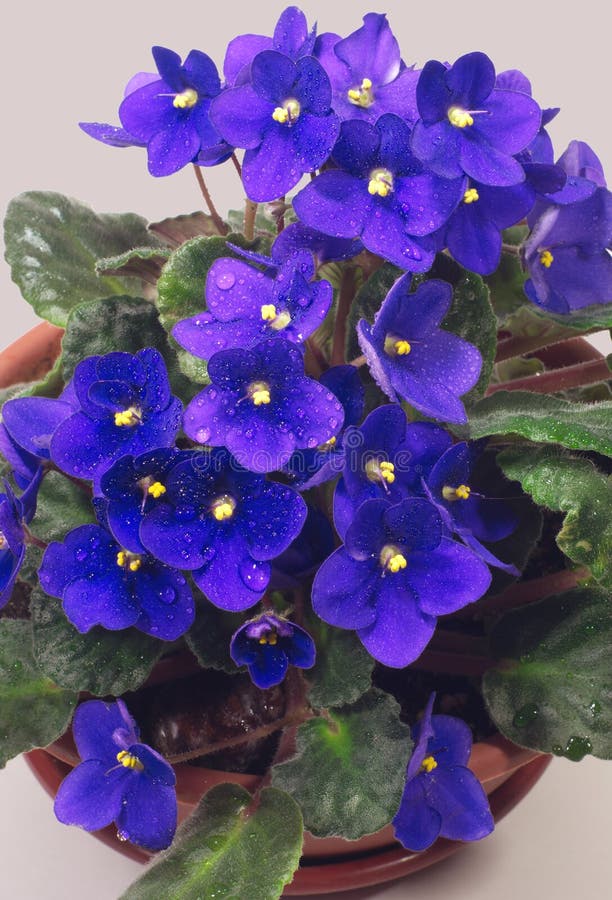 Purple Violets Isolated on Grey Stock Image - Image of petal, flower ...