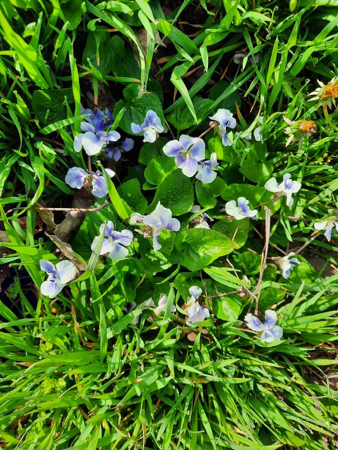 Purple Violets in the Spring Sunshine Stock Image - Image of tree ...