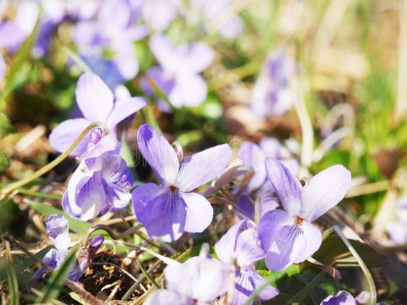 Purple Violets in the Springtime. Stock Photo - Image of nature, bloom ...