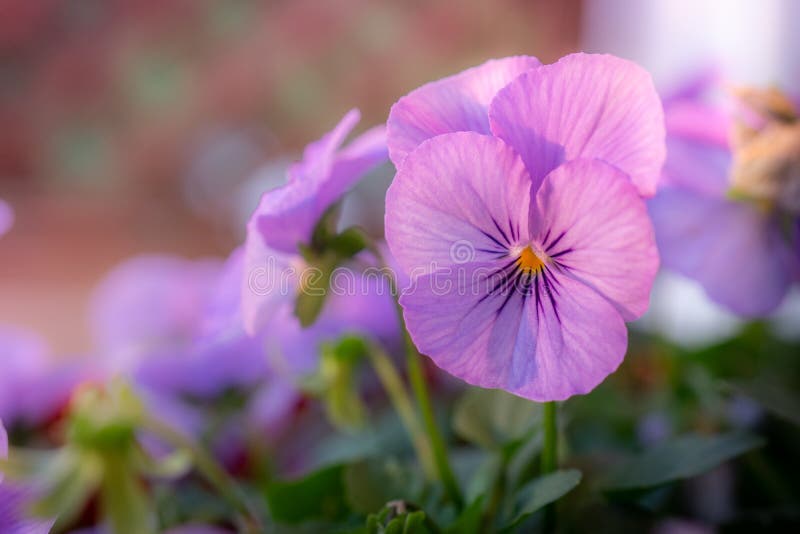Purple Violets in Sun stock photo. Image of gardening - 162877076