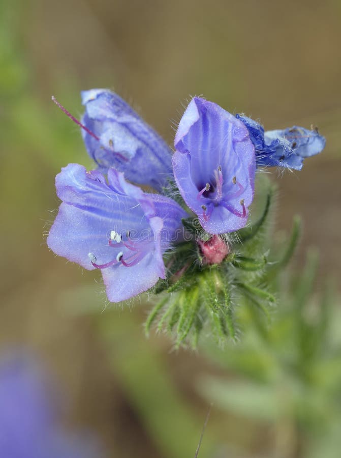 Vipers Bugloss Flowers stock image. Image of landscape - 27006385