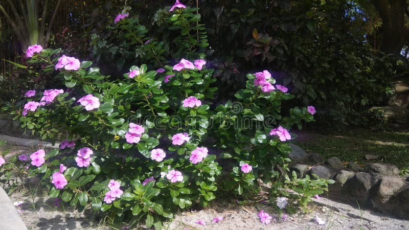 Purple Virgin Palm Catharanthus Roseus Stock Image - Image of palm ...