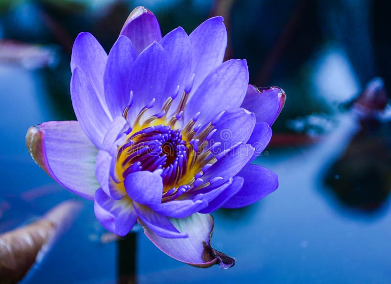 Purple Water Lily stock image. Image of background, contrast - 75481097
