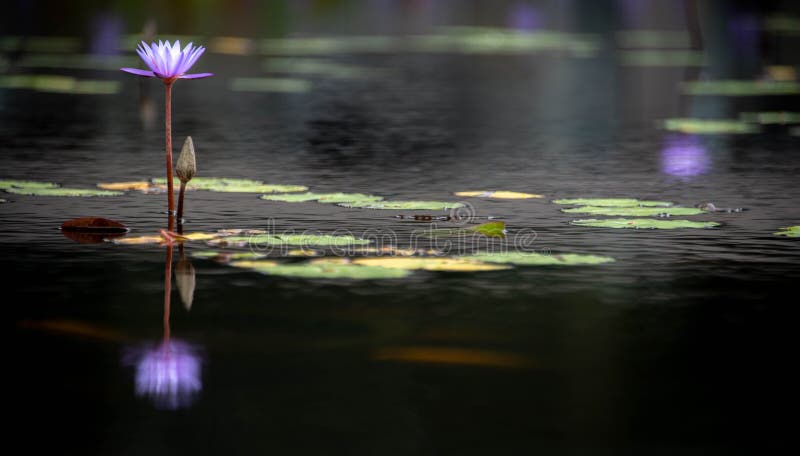 Purple Water Lily Bloom and Reflection Stock Photo - Image of aquatic ...