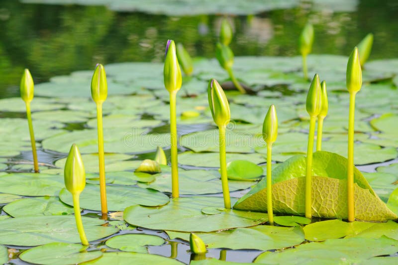Purple Water Lily Buds stock photo. Image of bloom, buds - 210550918