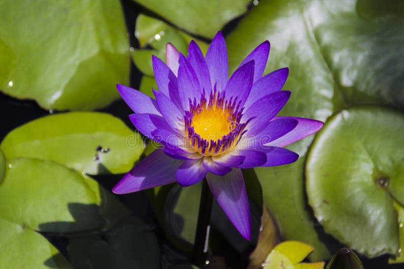 Nil Manel, Nymphaea Stellata, Blue Water Lily, National Flower Of Sri ...