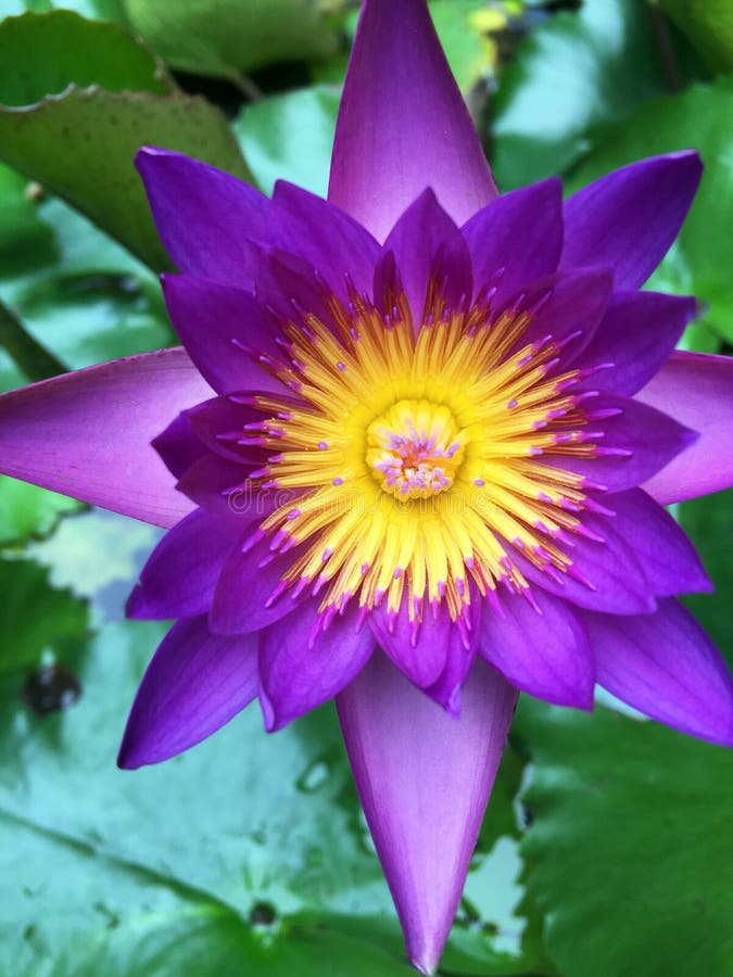 Purple water lily stock image. Image of blossoming, blooming - 126380947