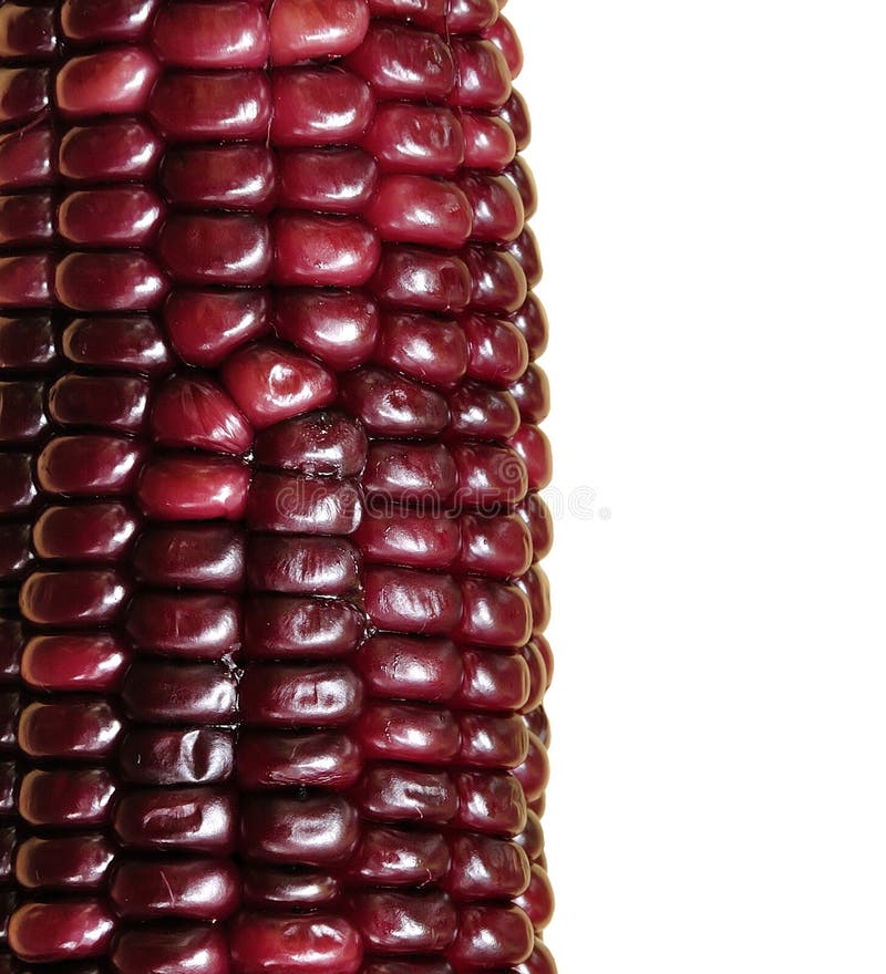 Purple Waxy Corn Seed in Thailand Stock Photo - Image of thailand, meal ...
