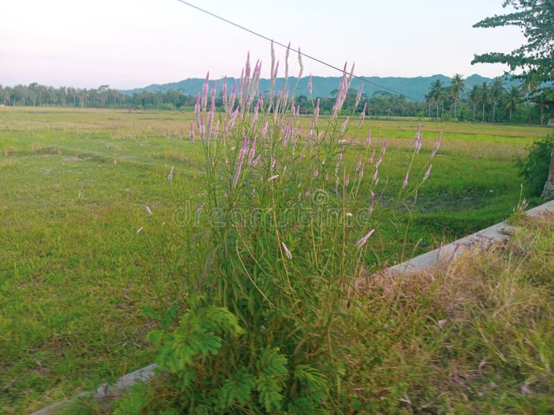 Purple Weed Flowers Grow Abundantly on the Edge of the Rice Fields ...