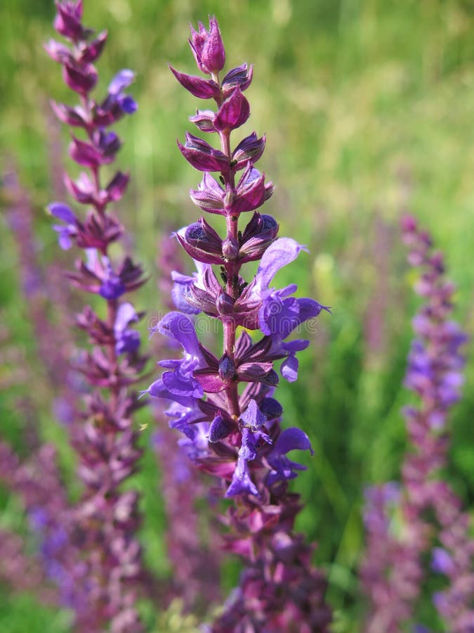 Purple weed stock photo. Image of macro, weed, spring - 55828056