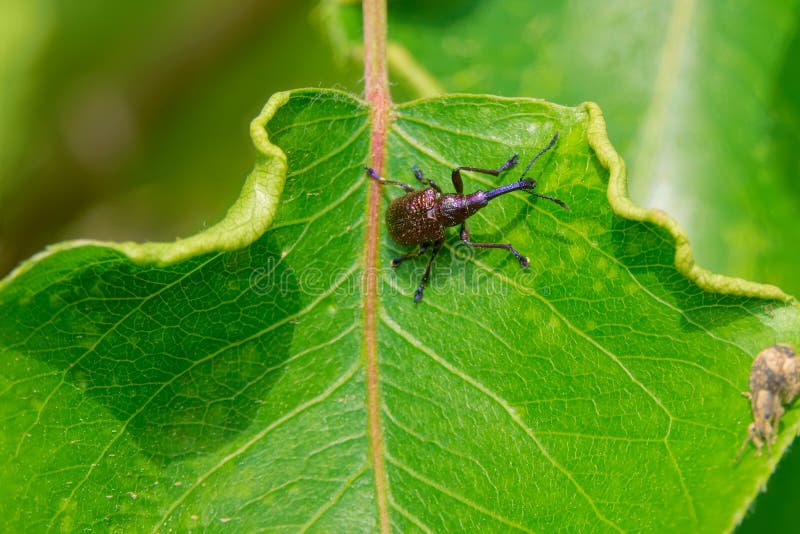 Purple weevil stock image. Image of animals, leaf, animal - 242656527