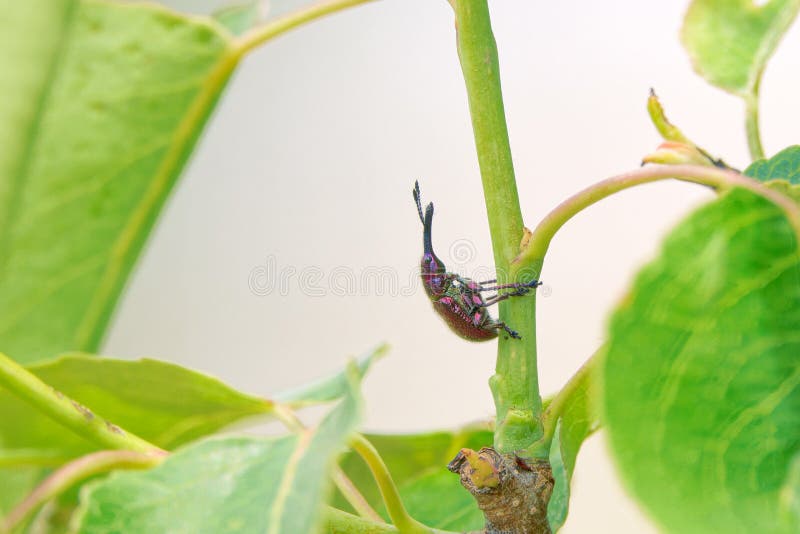 Purple weevil stock image. Image of life, snout, weevil - 242656533