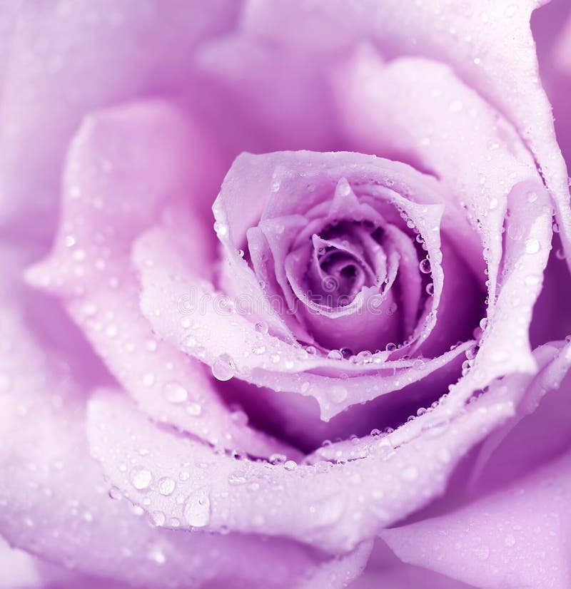 Purple wet rose background stock image. Image of background - 19841055