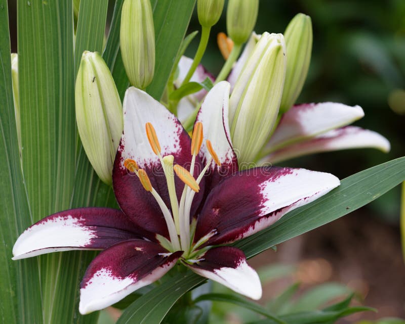 Lilly in Bloom stock photo. Image of white, bloom, lilly - 299067158