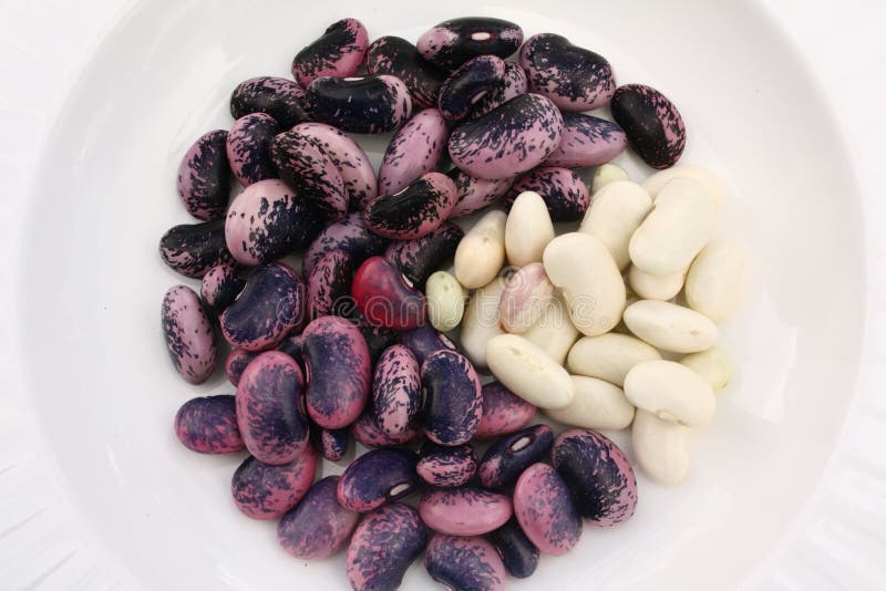 Purple and White Beans stock photo. Image of food, round - 11805622