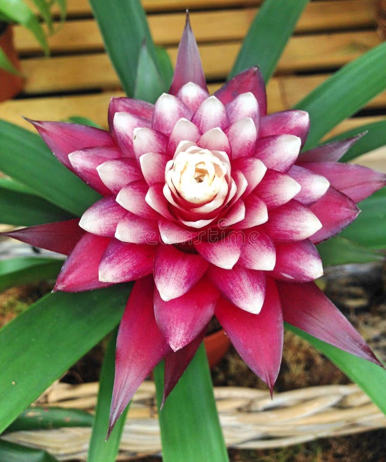 Purple and White Bromelia Flower Stock Photo - Image of head ...