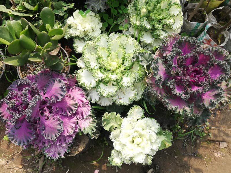 Purple and White Colour Flower and Bonnie Tree Stock Photo - Image of ...
