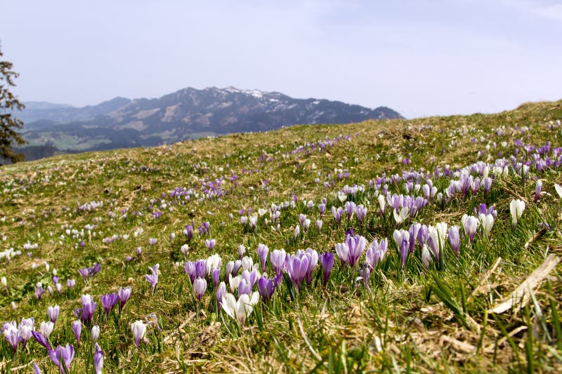 Purple and White Crocus Alpine Flowers Blooming on Spring on Alps Stock ...