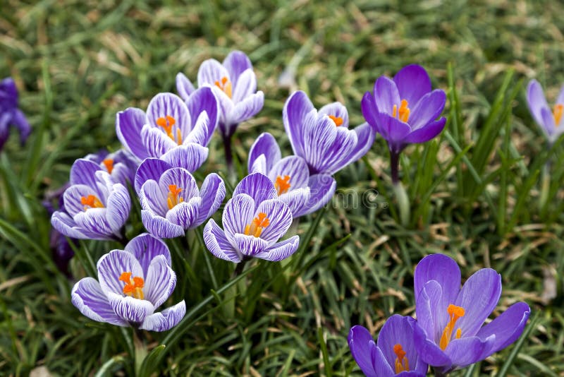 Spring crocus flowers stock photo. Image of delicate - 19032244