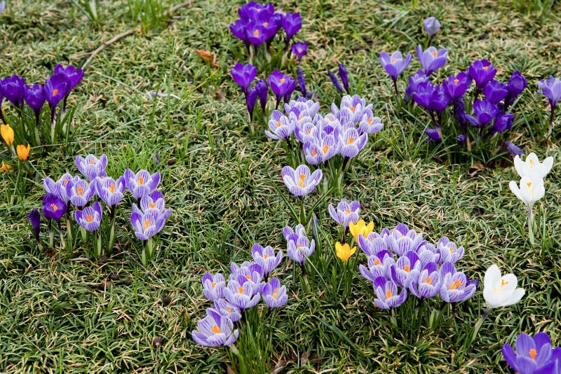 Purple and White Crocus stock photo. Image of longiflorus - 30338618