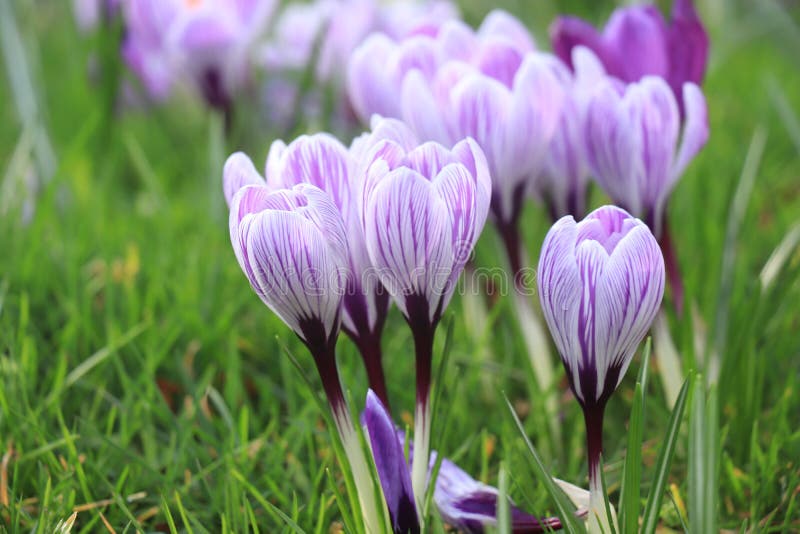 Purple White Crocuses in Grass Stock Image - Image of crocus, spring ...