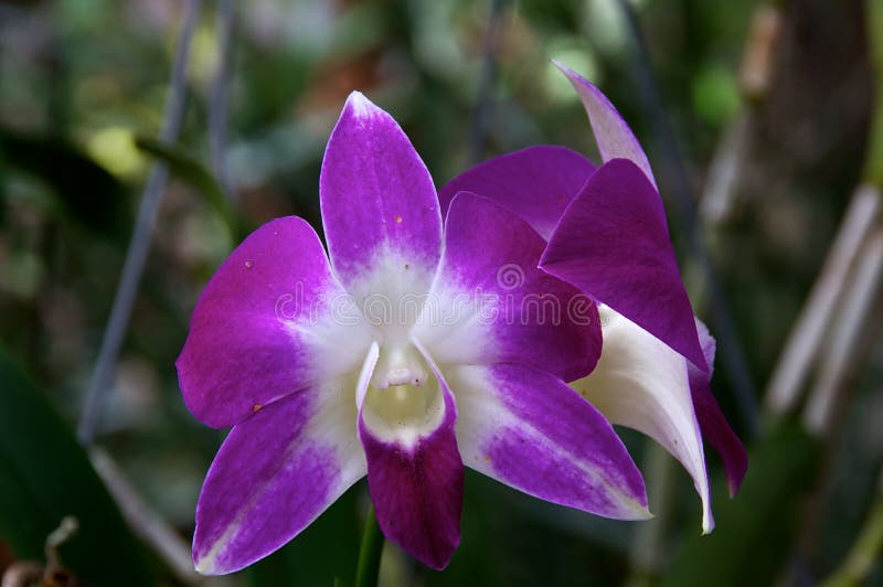 Purple Orchids Side View stock photo. Image of view, level - 36024264