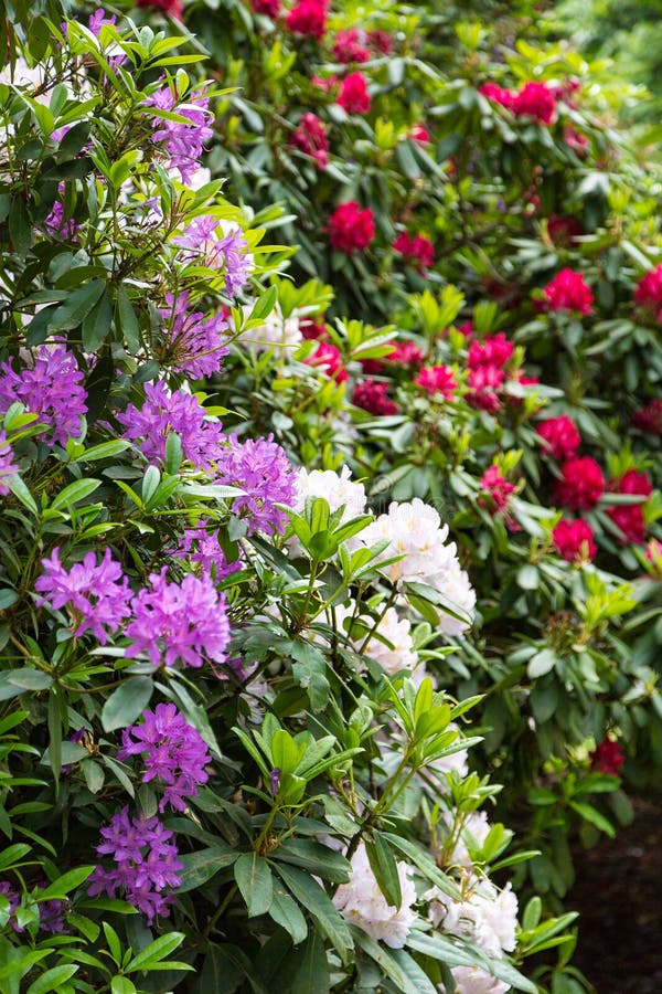 Purple White and Red Azaleas Stock Photo - Image of colorful, flowers ...