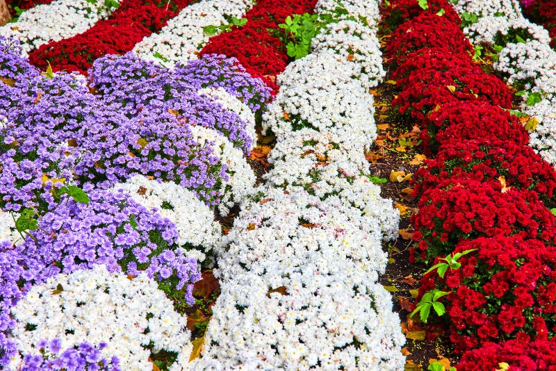 Purple, White, and Red Flowers Form American Flag Pattern in Detail ...