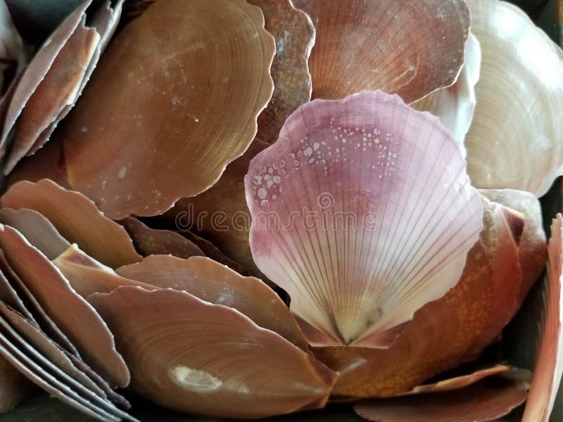 Purple and white shells stock image. Image of purple - 187376593