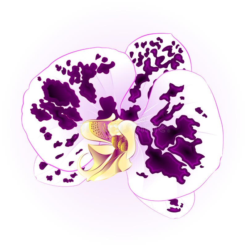 Purple White Spotted Orchid Phalaenopsis Stock Vector Illustration Of