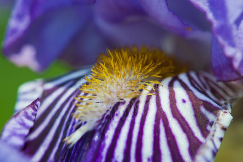 Purple-white Striped Iris stock photo. Image of nature - 19814660