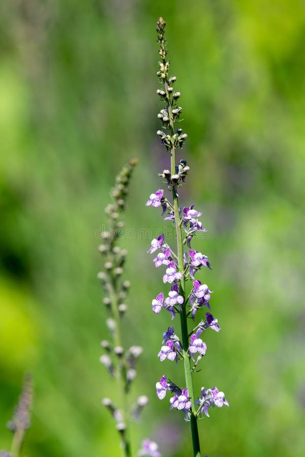 Purple and White Toadflax (linaria Purpurea Stock Image - Image of ...