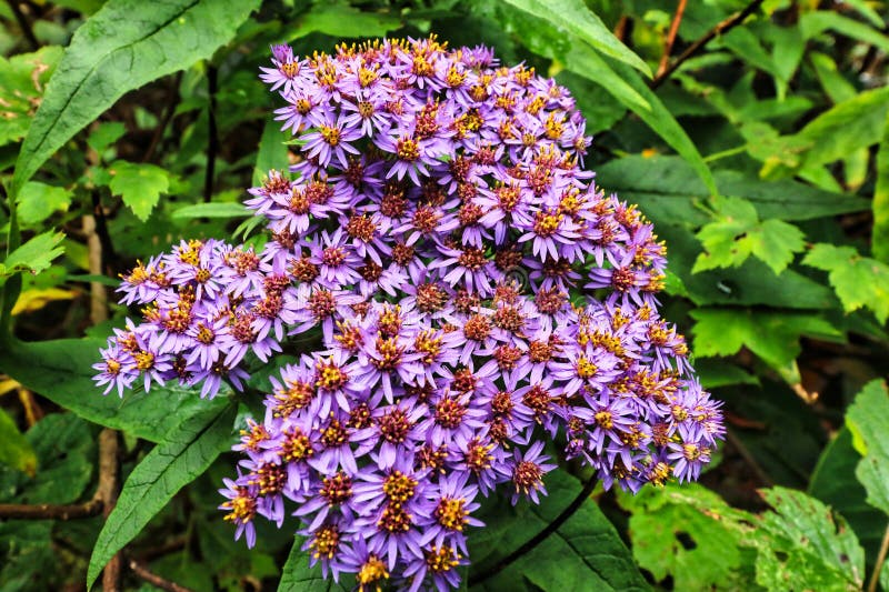 Purple Wild Aster Flowers,Khumbu,Nepal Stock Image - Image of tourism ...