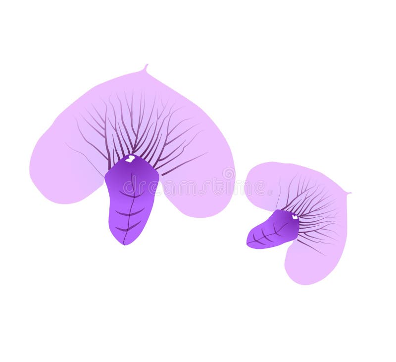 Purple Wild Chickpea Flowers Stock Illustrations – 1 Purple Wild ...