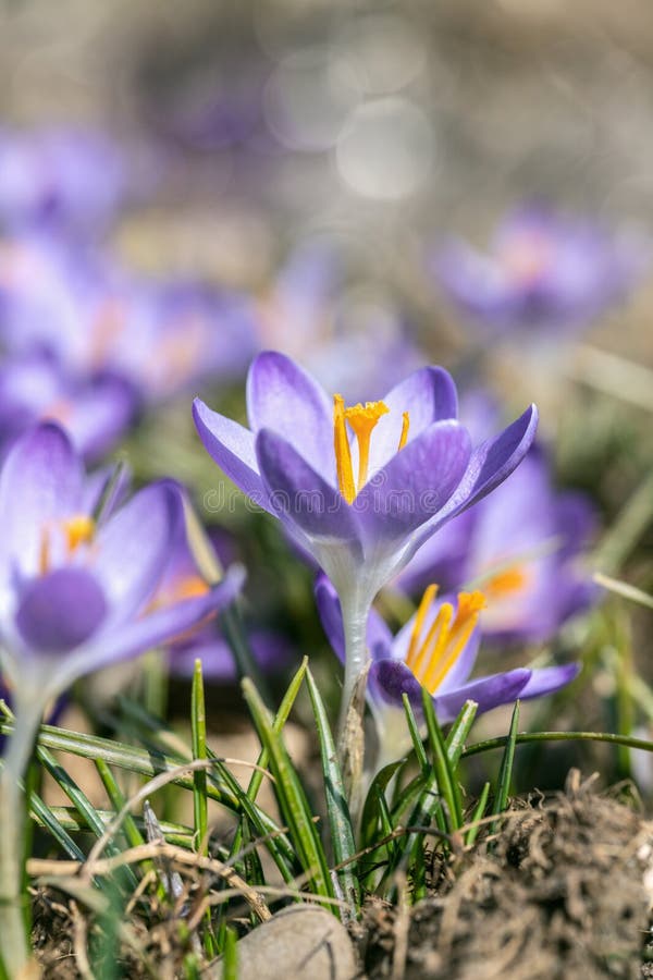 Crocus (Crocus Tommasinianus) in Spring. Stock Image - Image of purple ...