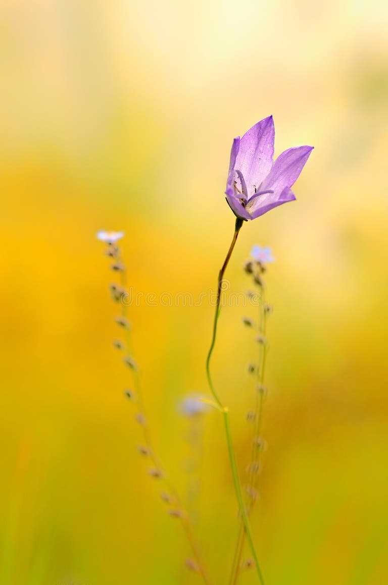 1,029 Singular Flower Stock Photos - Free & Royalty-Free Stock Photos ...