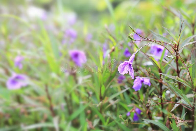 Purple Wild Flower with Rain Drop in the Garden Stock Image - Image of ...