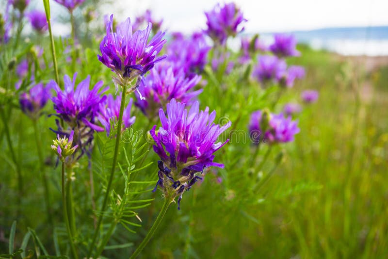 Purple Wild Flower on Spring Field Stock Photo - Image of pink, macro ...