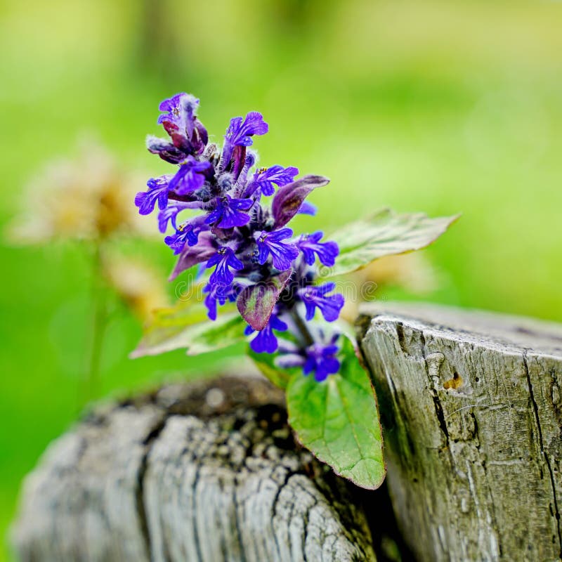 Flower on trunk stock image. Image of spring, trunk - 214578115