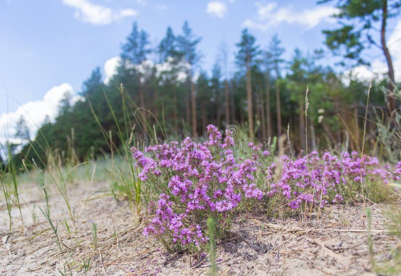 Purple Wild Flowers in a Forest Glade Stock Photo - Image of landscape ...