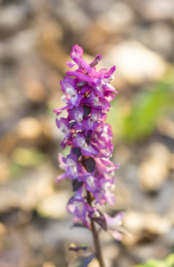 Purple Wild Flowers in the Spring in the Woods Stock Image - Image of ...