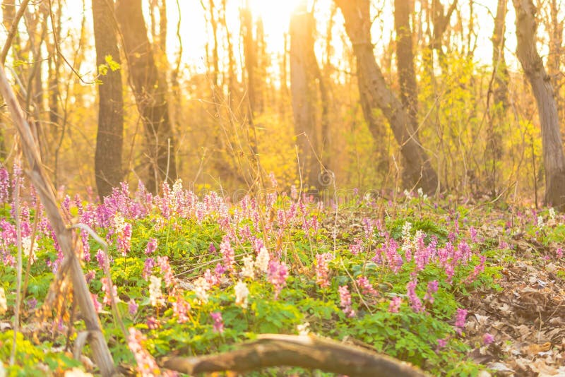Purple Wild Flowers in the Spring in the Woods Stock Photo - Image of ...