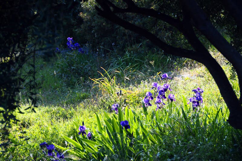 Purple wild iris flower stock photo. Image of garden - 77303812