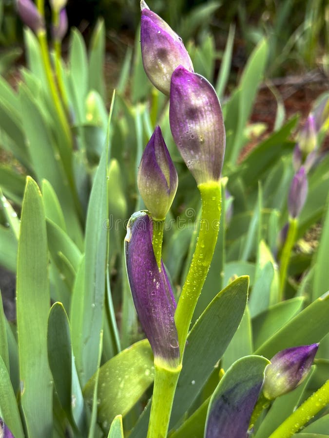 Purple Wild Lily Group Flowers in the Mountains Stock Photo - Image of ...