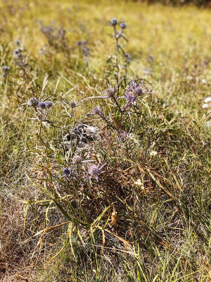 Purple Wild Mountain Flowers Alpine Thistle Stock Photo - Image of ...