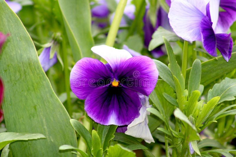 Purple Wild Pansy Macro with Green Background Stock Image - Image of ...