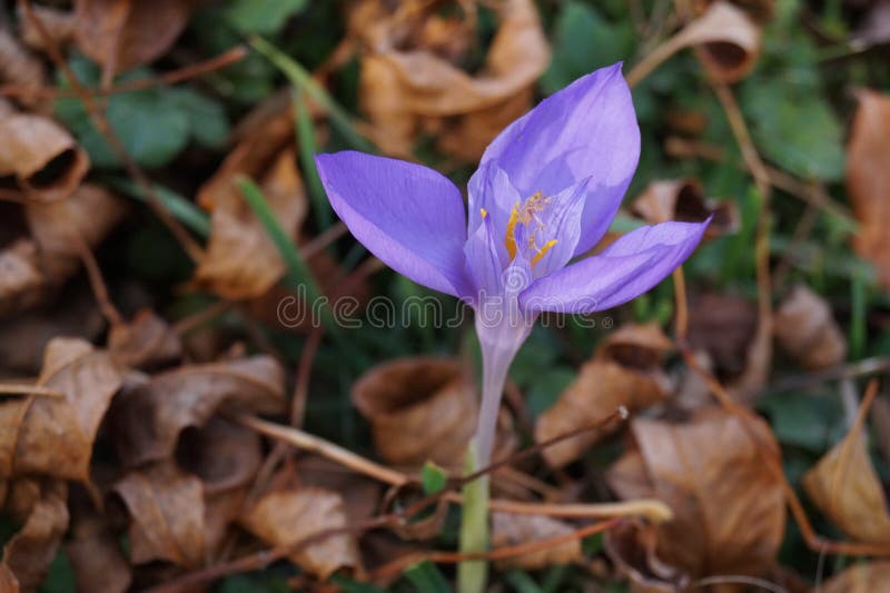 Crociris, Crocus banaticus stock photo. Image of uncultivated - 102719362