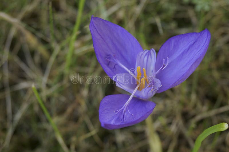 Crociris, Crocus banaticus stock photo. Image of crocus - 102719406